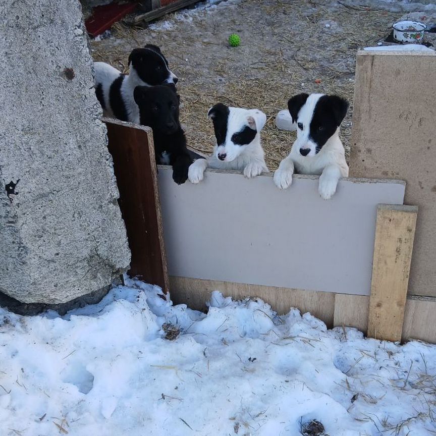 Щенок в добрые руки