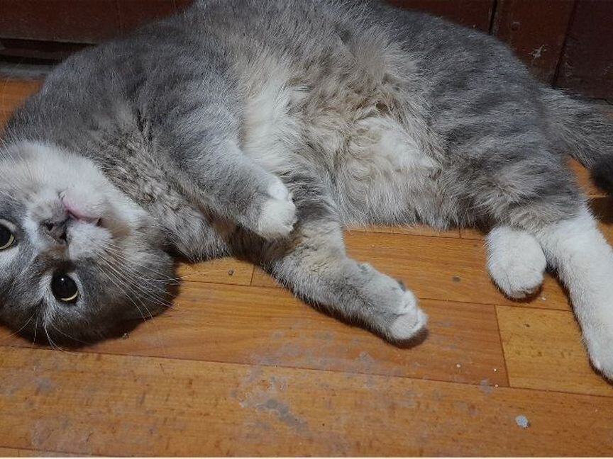 Ласковый котик прибился в подьезд