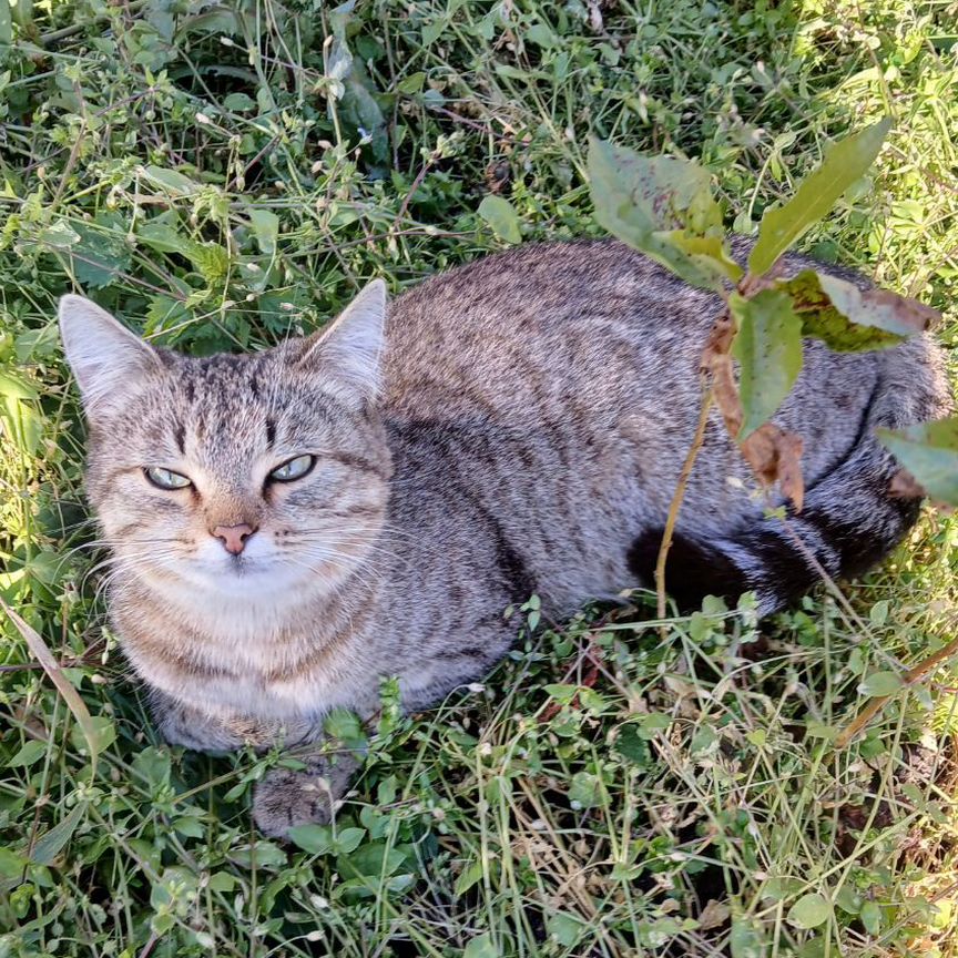 Взрослая кошка в добрые руки