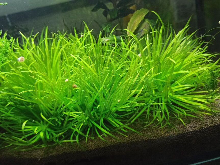 Бликса мох растение