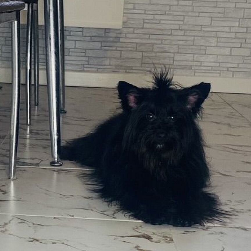 Щенок от частного владельца