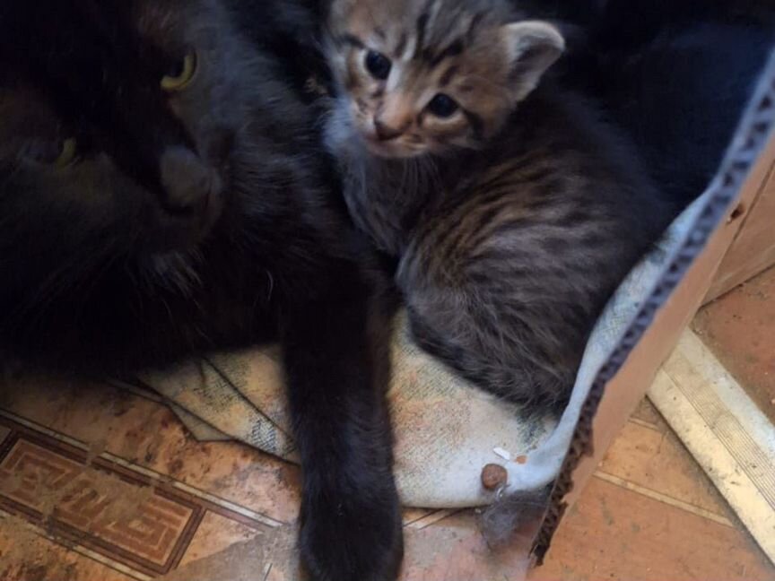 Котята в добрые руки бесплатно