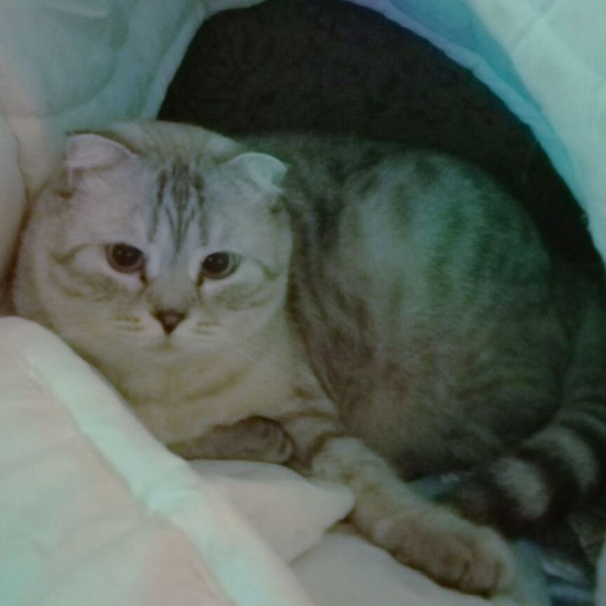 Ищем шотландского кота для вязки