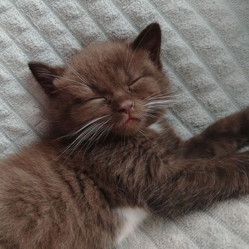 Британский короткошёрстный котёнок