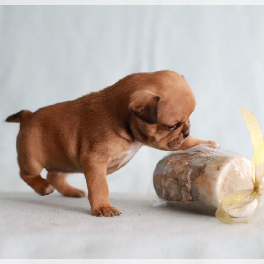 Щенок от частного владельца