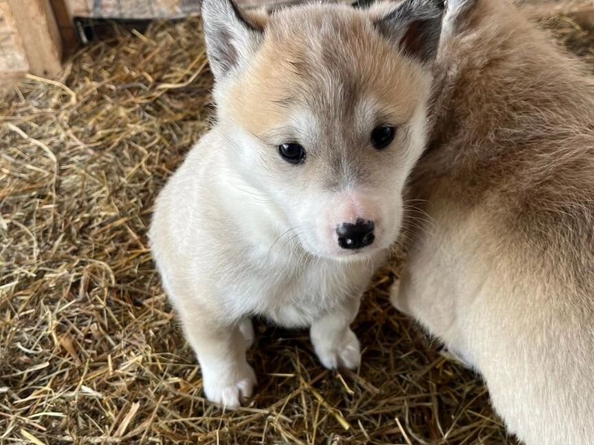 Щенки Зсл Охотникам