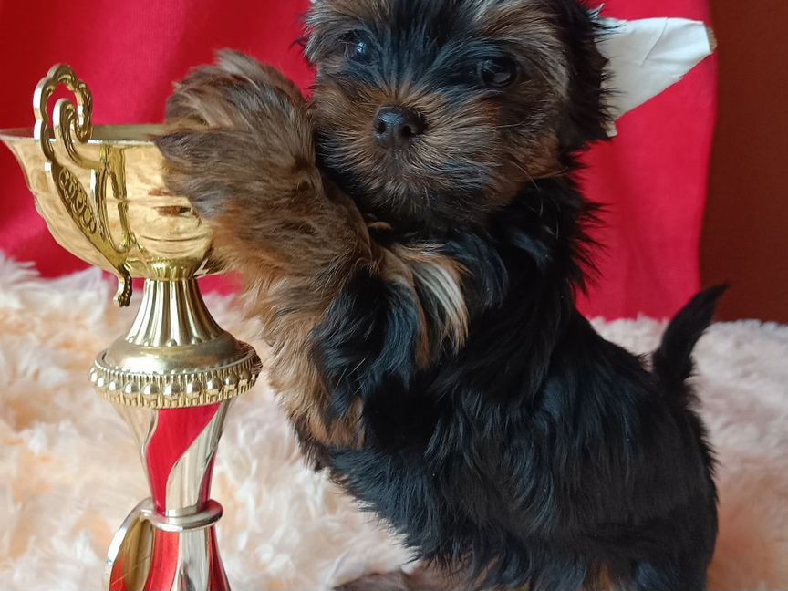 Йоркширский терьер щенок