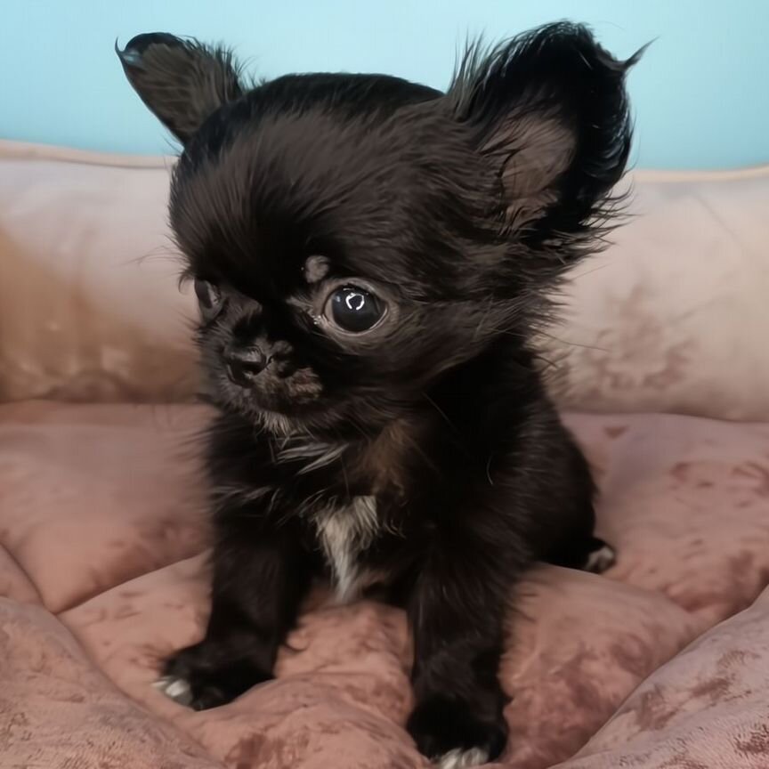 Чихуахуа, щенок