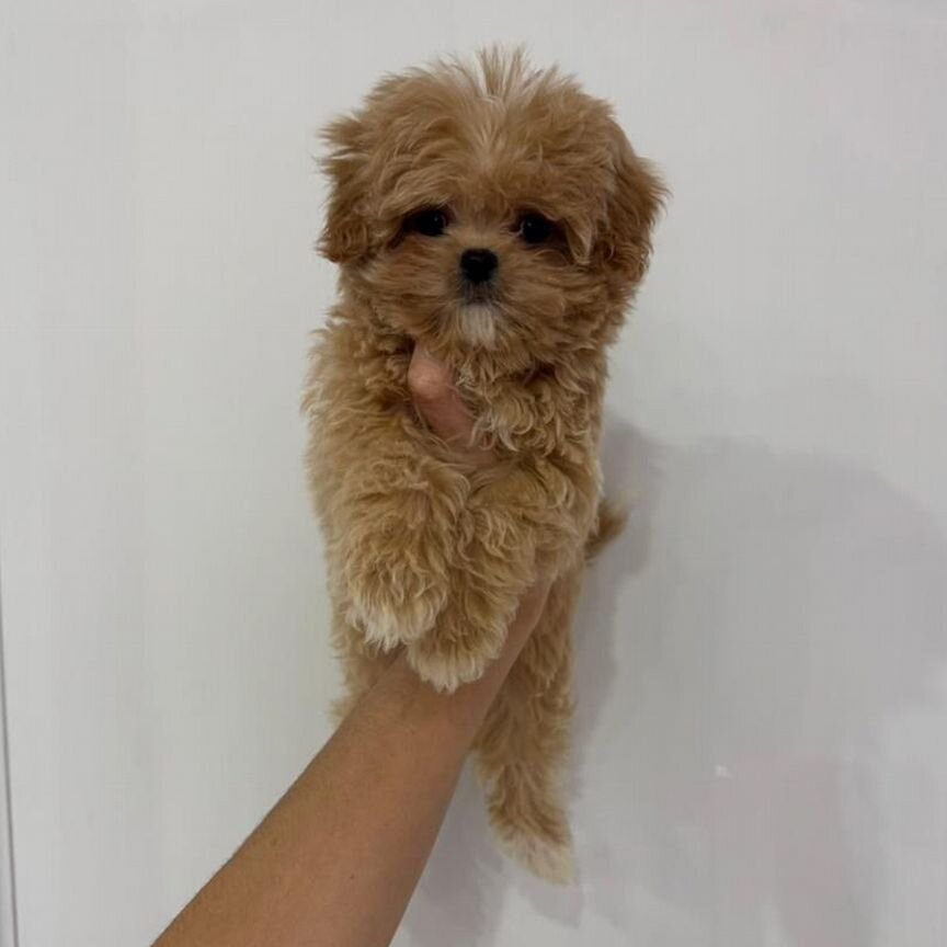 Мальтипу, щенок