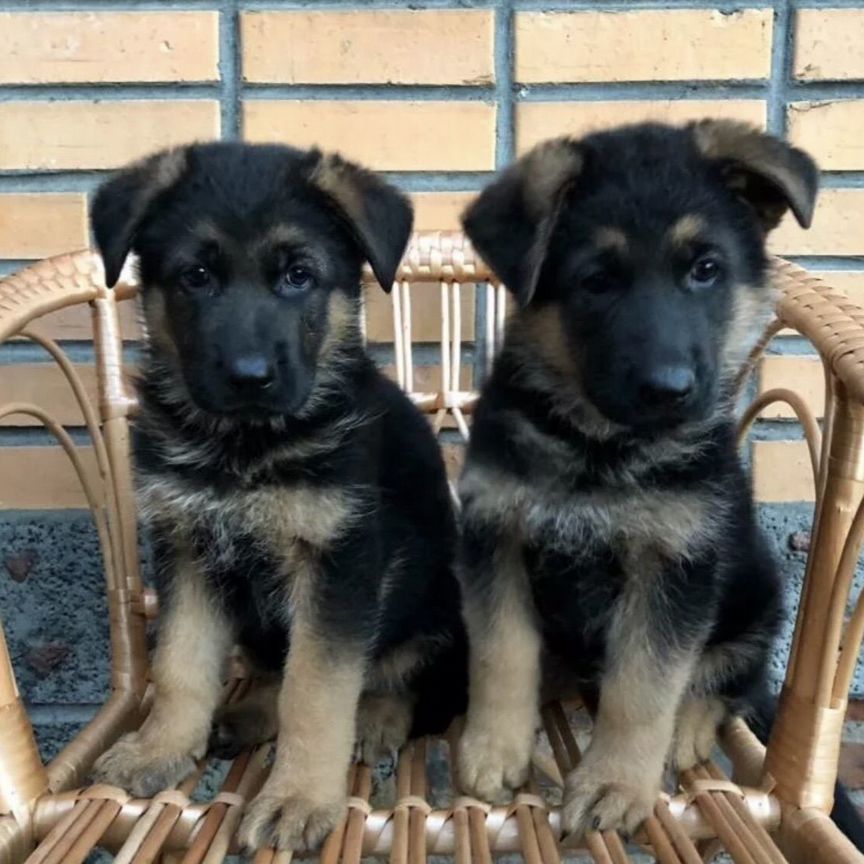 Немецкая овчарка щенки