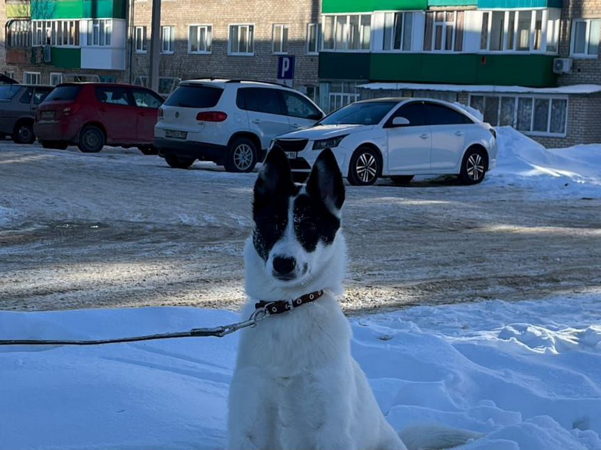 Русско европейская лайка