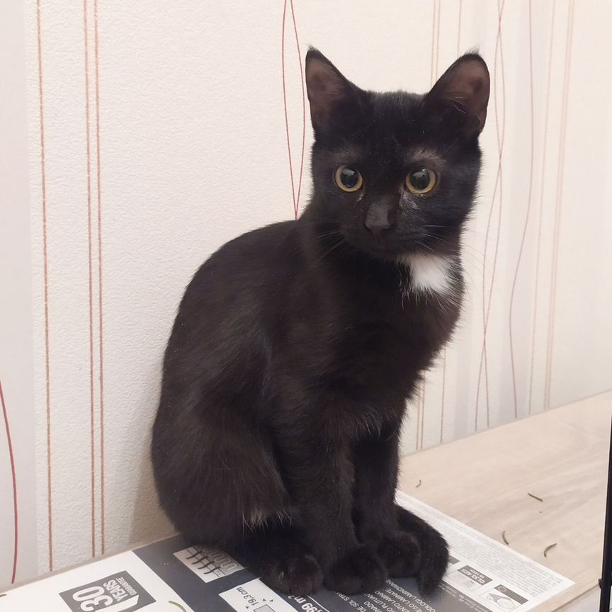 Котëнок Тесса, 3 месяца, в добрые руки