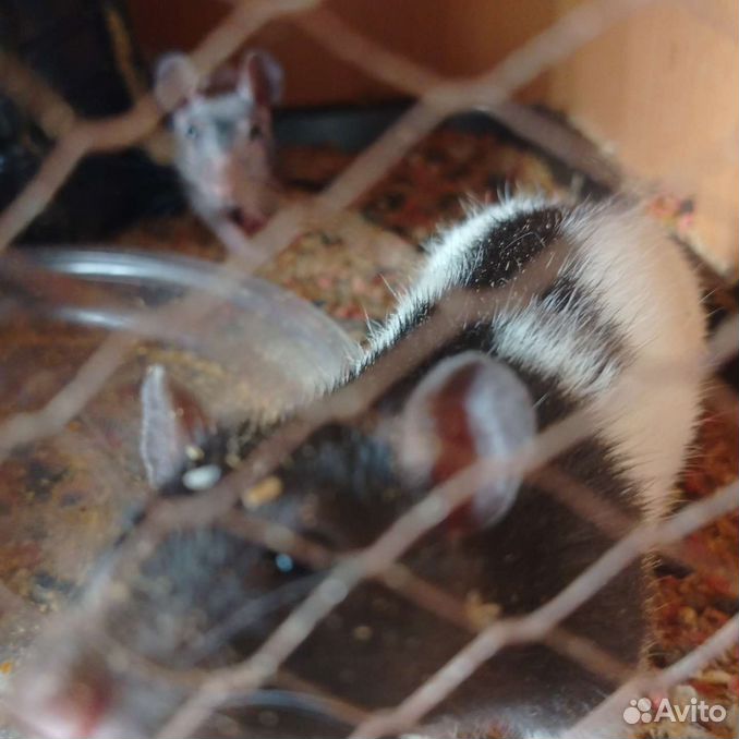 Крыска ручная