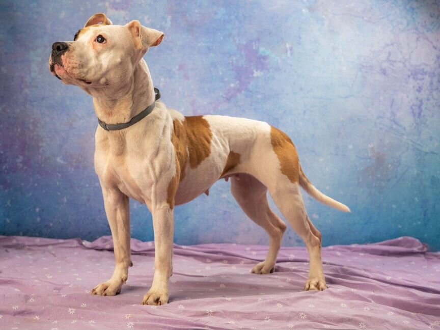 Дубль-помет амстафф РКФ предзапись