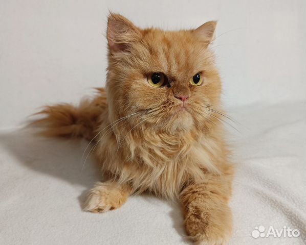 Персидская кошечка Пастила ищет дом
