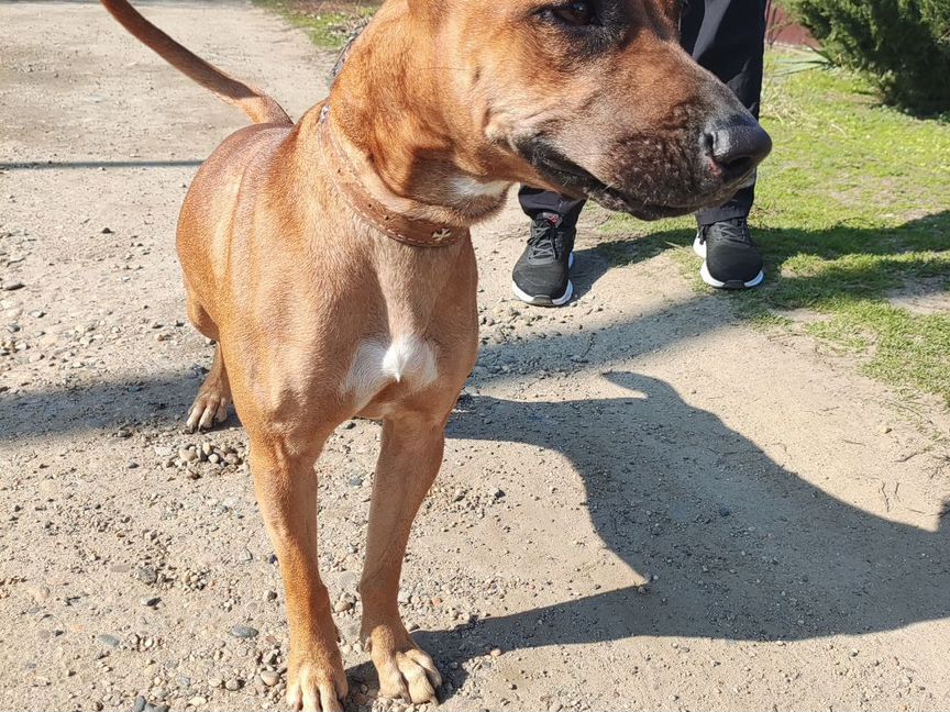 Собака в добрые руки