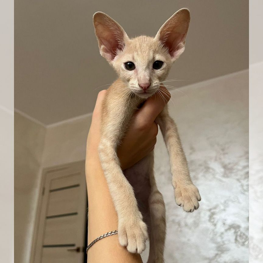 Ориентальные котята разных окрасов