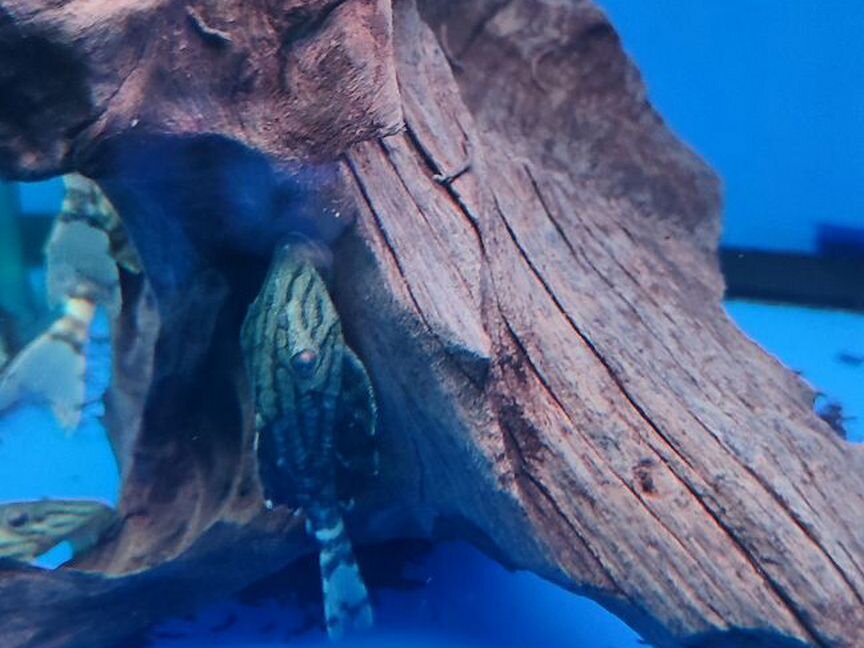 Номерные сомы и экзотические рыбки