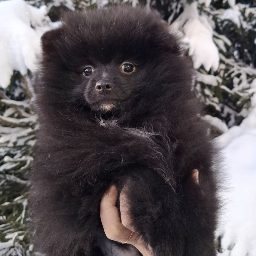 Померанский шпиц, щенок