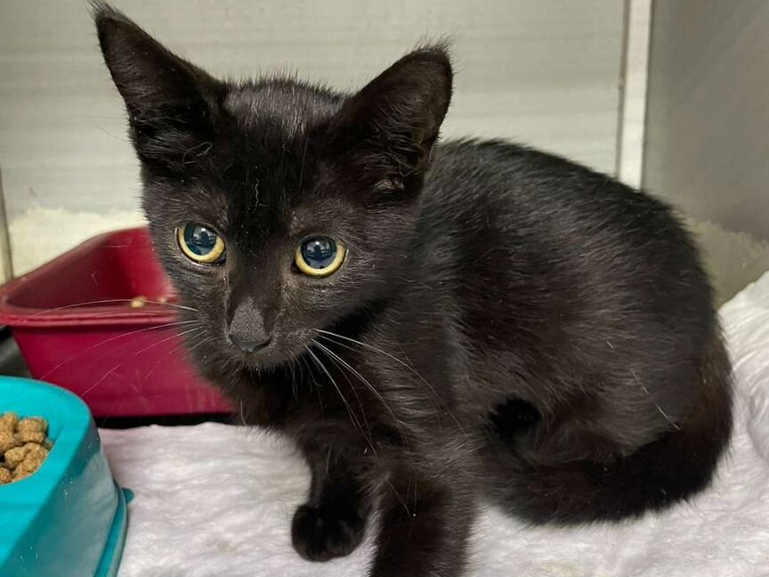 Кошечка котёнок