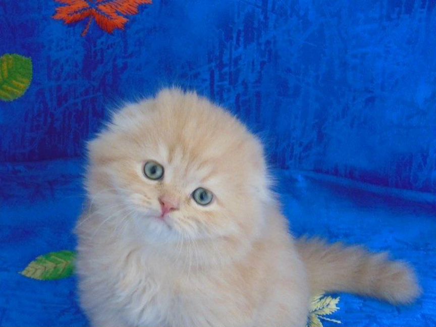 Шотландский вислоухий мальчик