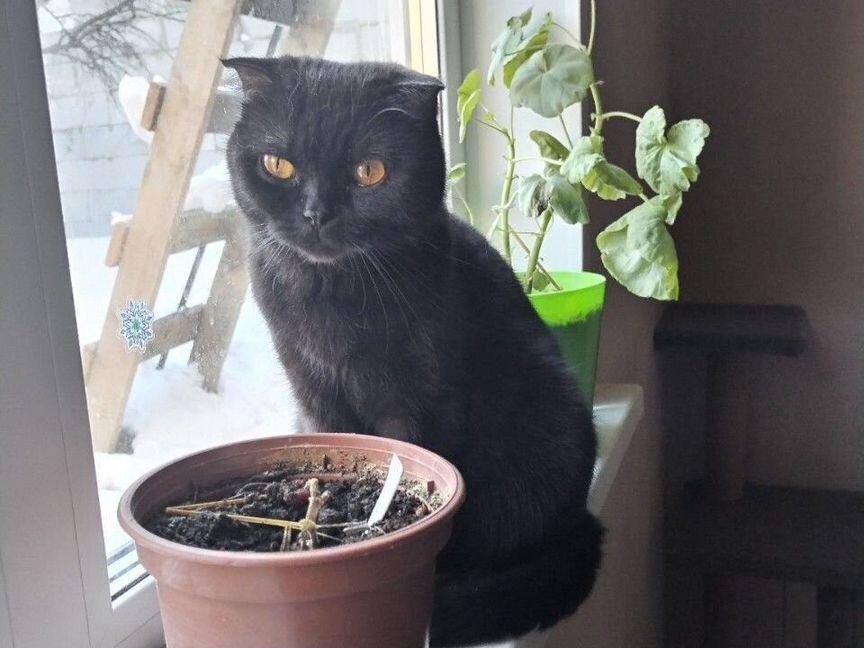 Кошка британка