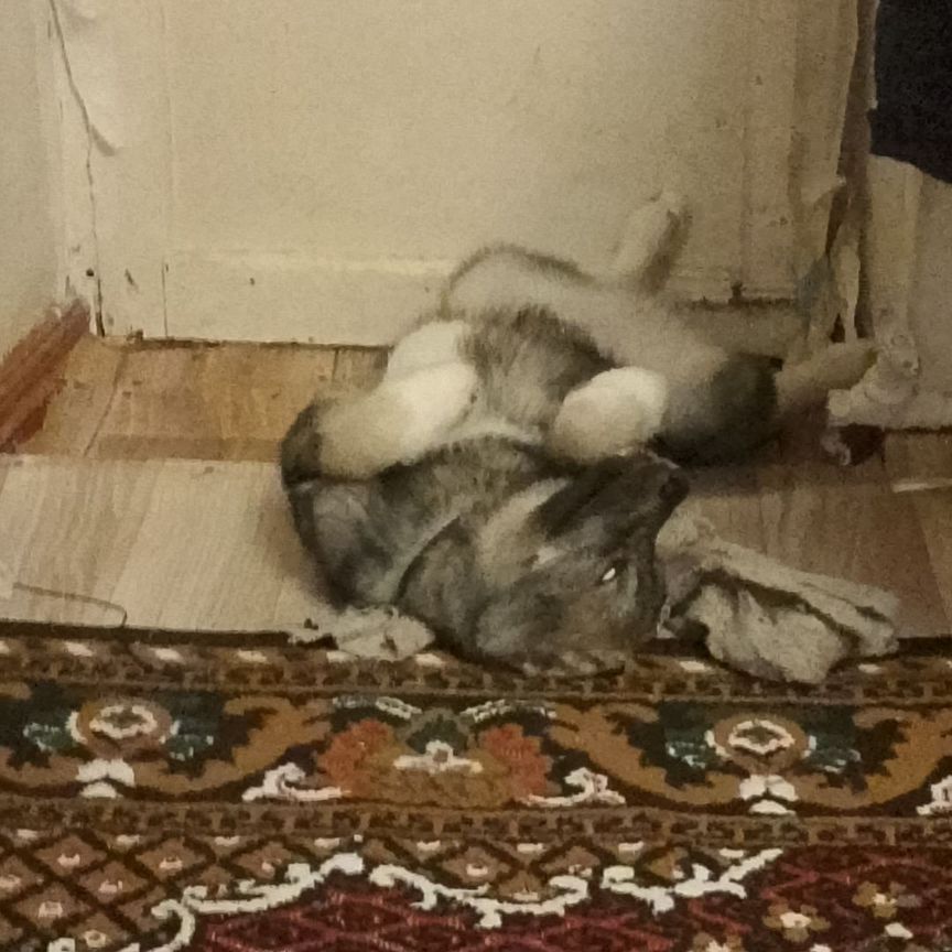 Собака в добрые руки отдам бесплатно