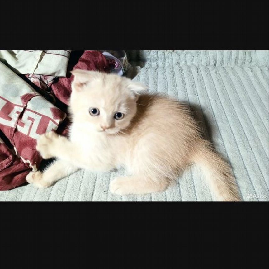 Котенок мальчик персиковый