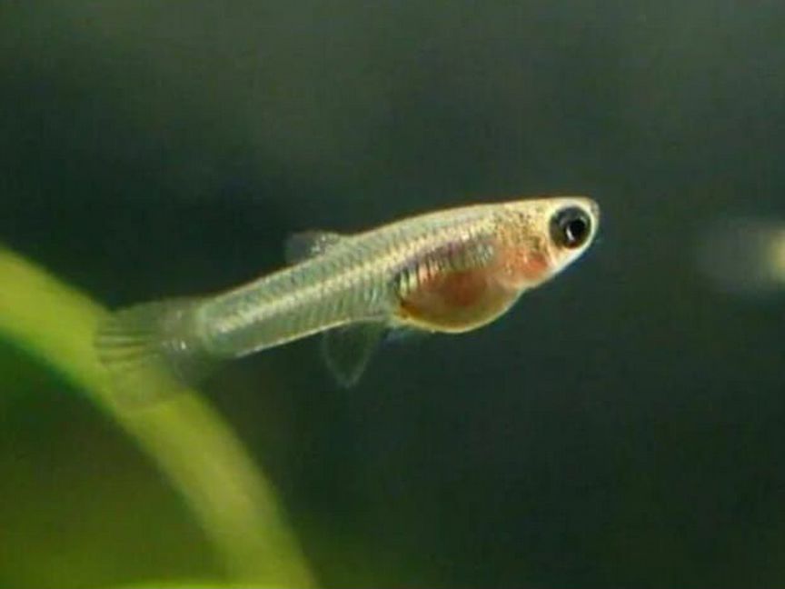Мальки гуппи