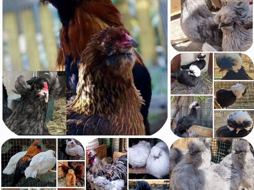 Инкубационное яйцо породистых кур