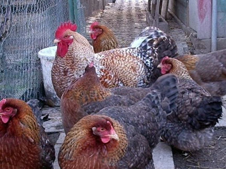 Продам цыплят, индюшат, ия, кур