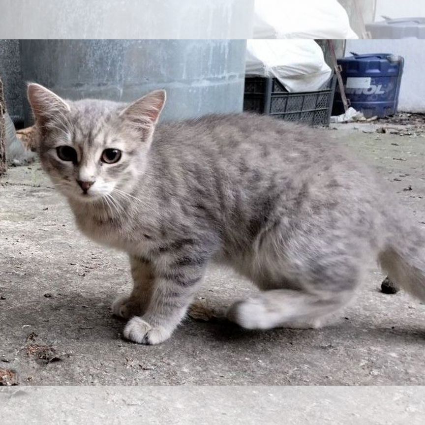 Котёнок, серая кошечка