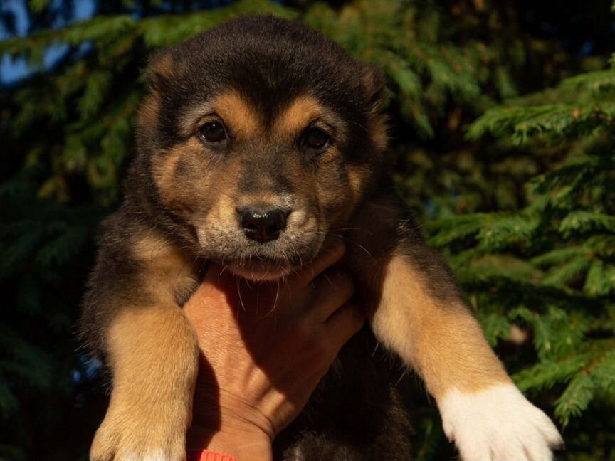 Щенок алабая(сука, от 30.04.2024)