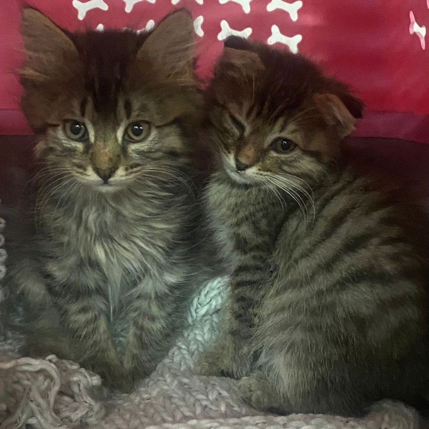 Котята