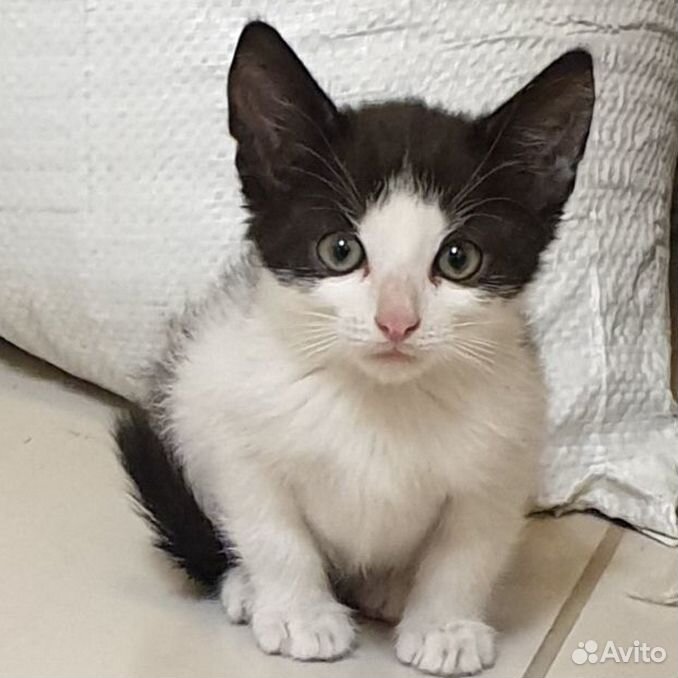 Глаша котенок 1.5 месяца