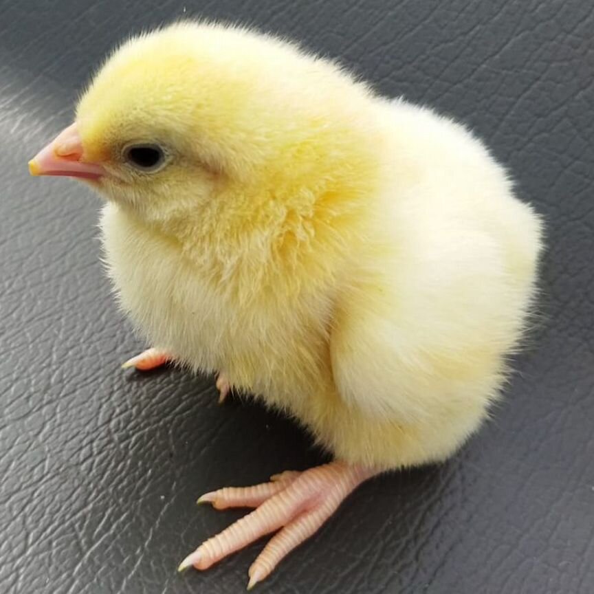 Цыплята бройлеры суточные