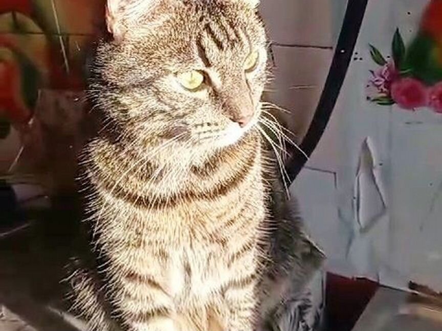 Ласковый кот