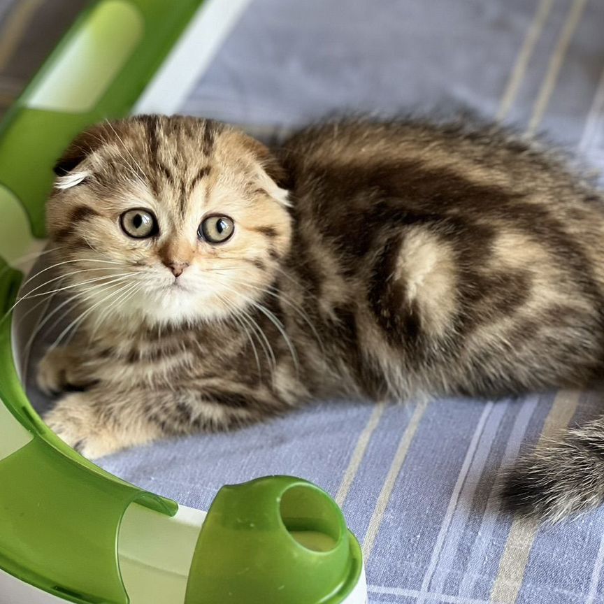 Шотландский мраморный котик