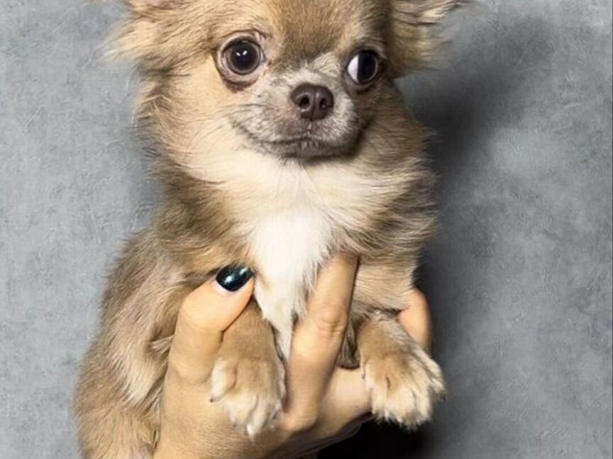 Чихуахуа мальчик мини