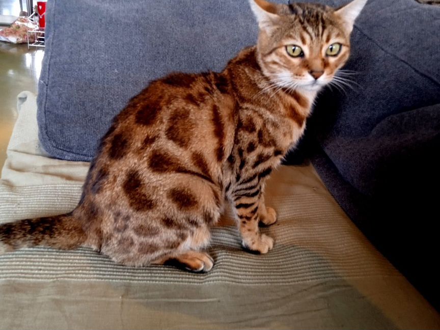 Бенгальские кошки в добрые руки