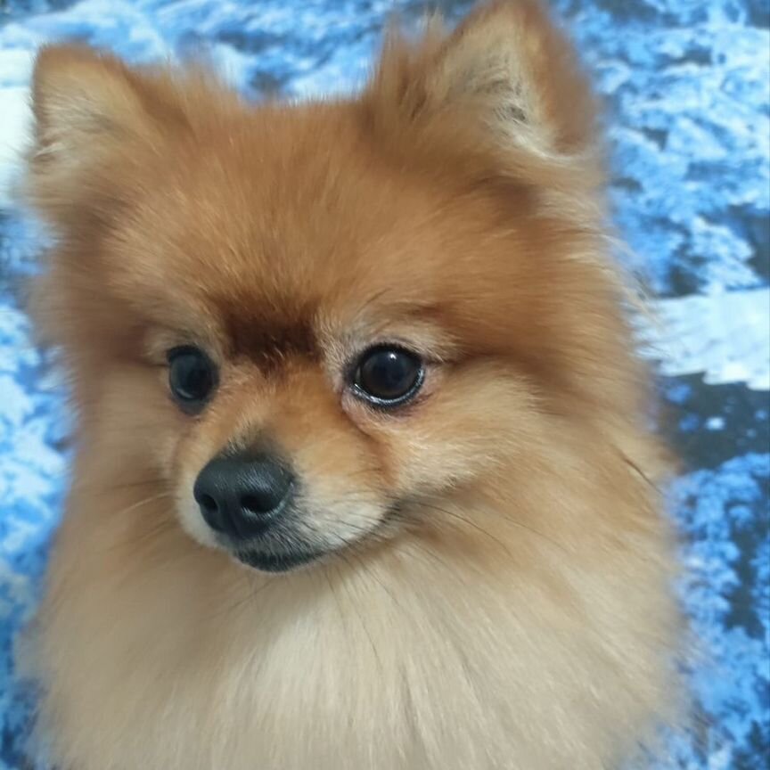 Немецкий шпиц вязка