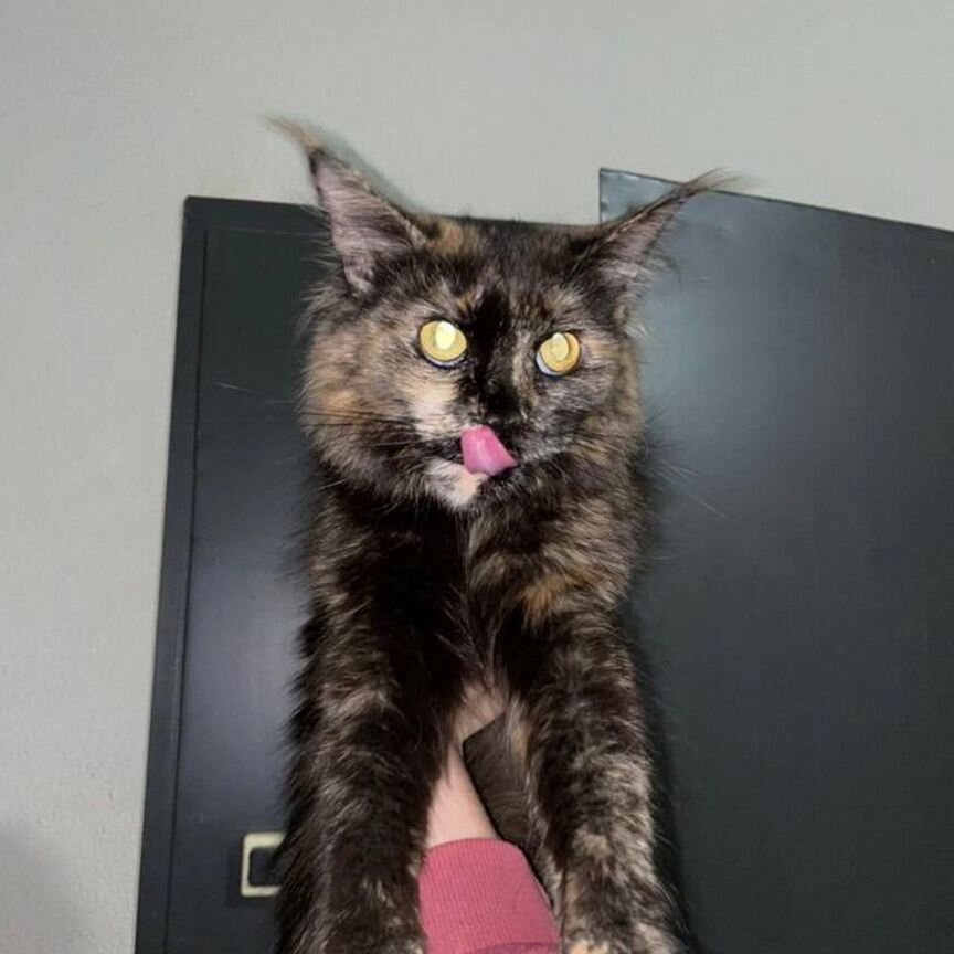 Мейн-кун помесь девочка