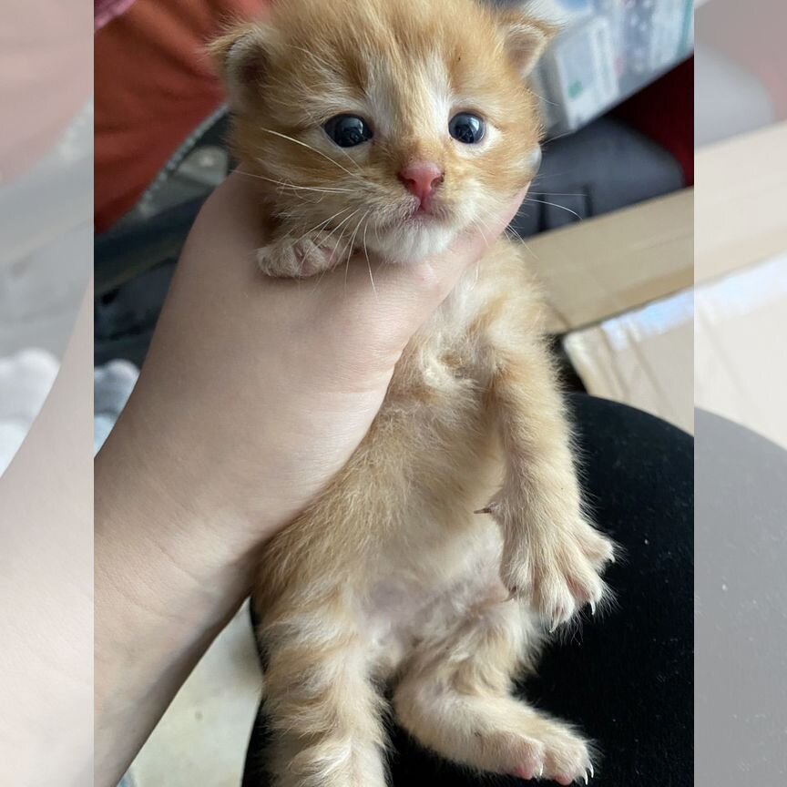 Котенок мальчик 1 месяц,пушистый