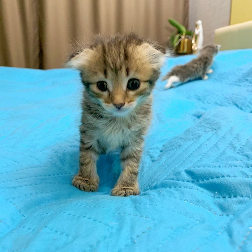 Вислоухие котята в добрые руки