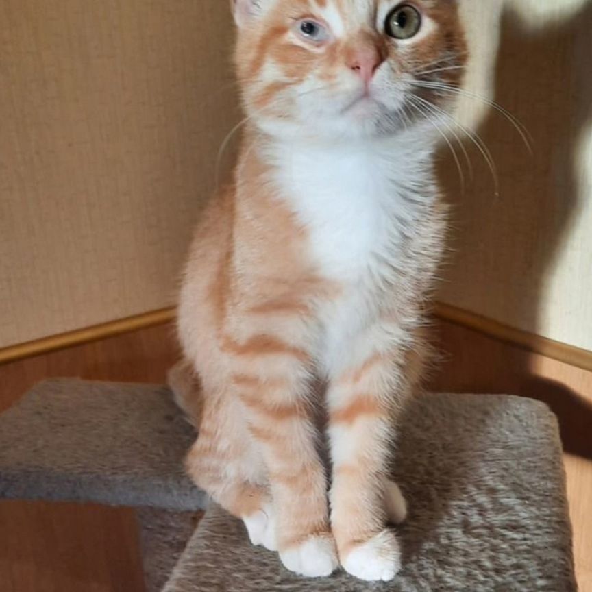 Рыжий котенок 3 мес