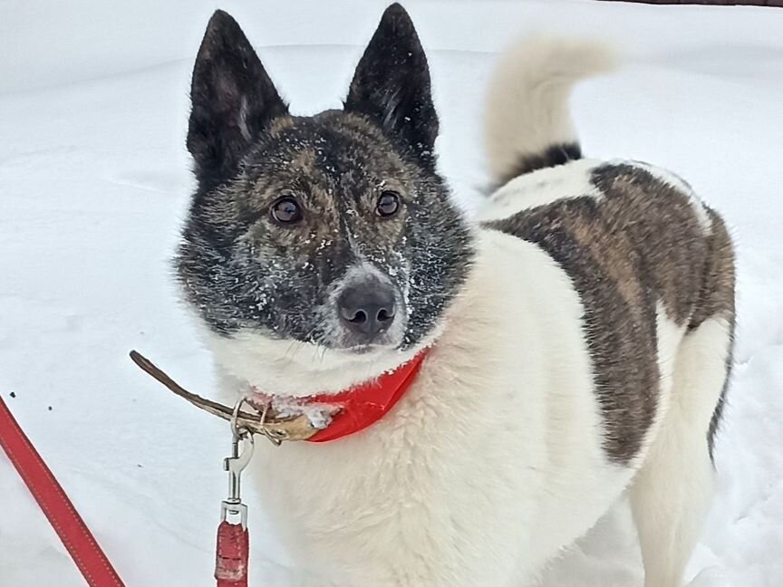 Небольшая лаечка