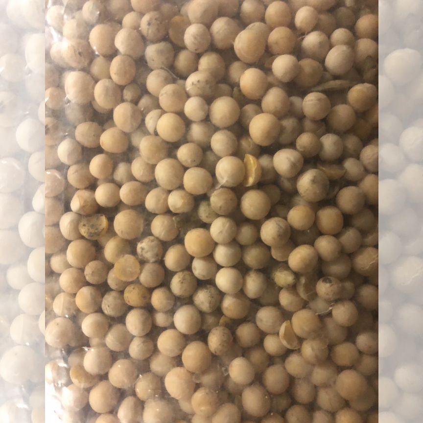 Горох кормовой