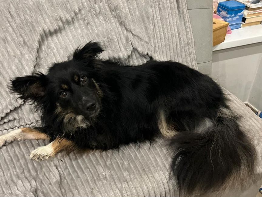 Собака девочка