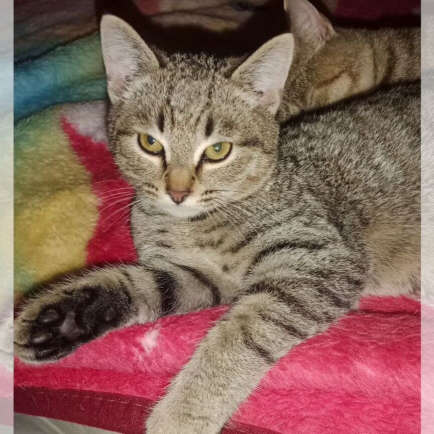 Шотландский прямоухий короткошёрстный котёнок