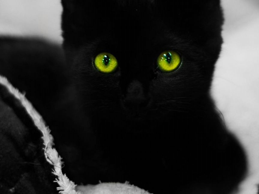 Красавец котенок